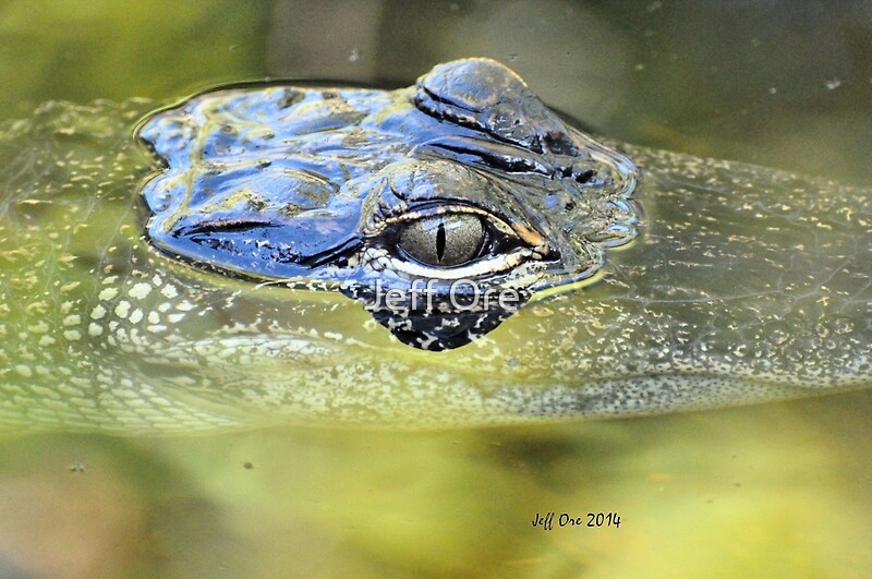"Gator Eye (Alligator mississippiensis)" by Jeff Ore | Redbubble