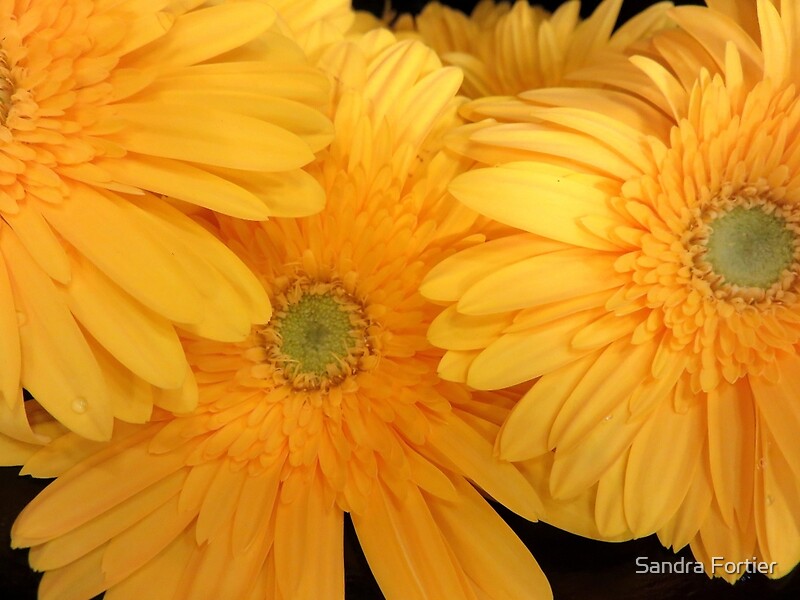 "Sunshine" by Sandra Fortier | Redbubble