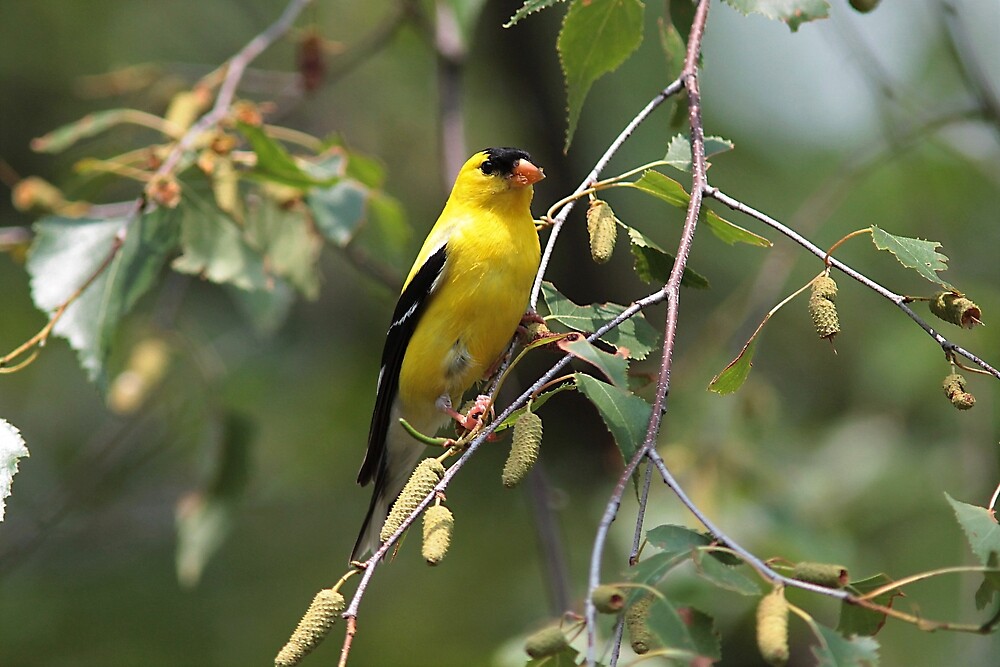 "American Goldfinch in summer plumage" by Linda Crockett | Redbubble