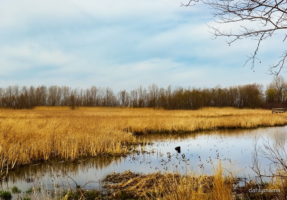 "Sheldon Marsh - Marshland In Spring" by dahlymama | Redbubble