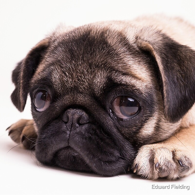 "Sad Pug Puppy" by Edward Fielding | Redbubble
