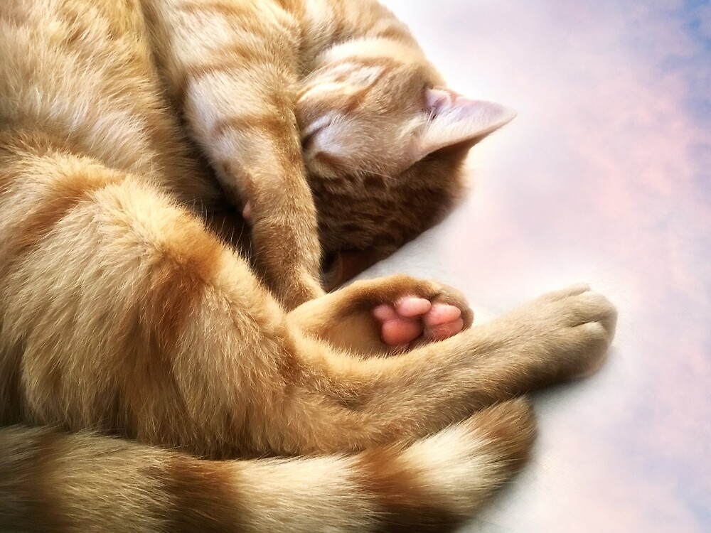 "Toe beans" by Christina Brundage | Redbubble