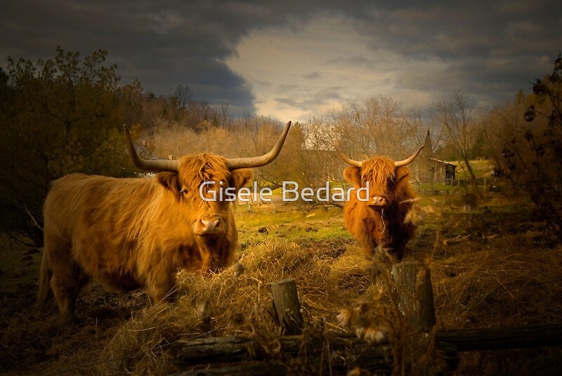 " Heeland Coos... :))" by Gisele Bedard | Redbubble