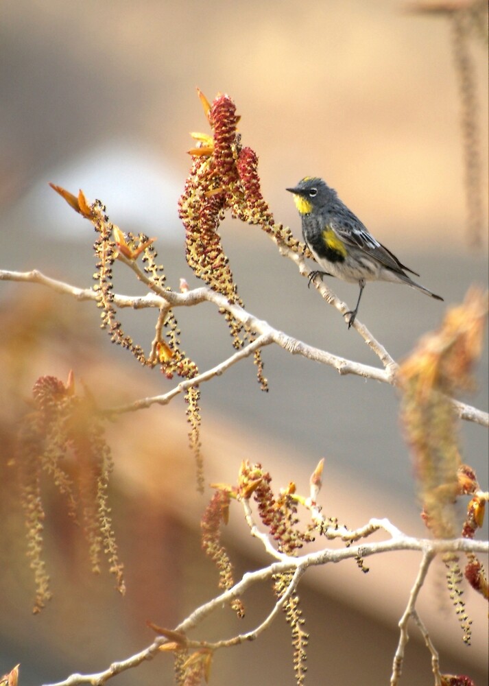 "Yellow Rumped Warbler In Spring" by K D Graves Photography | Redbubble