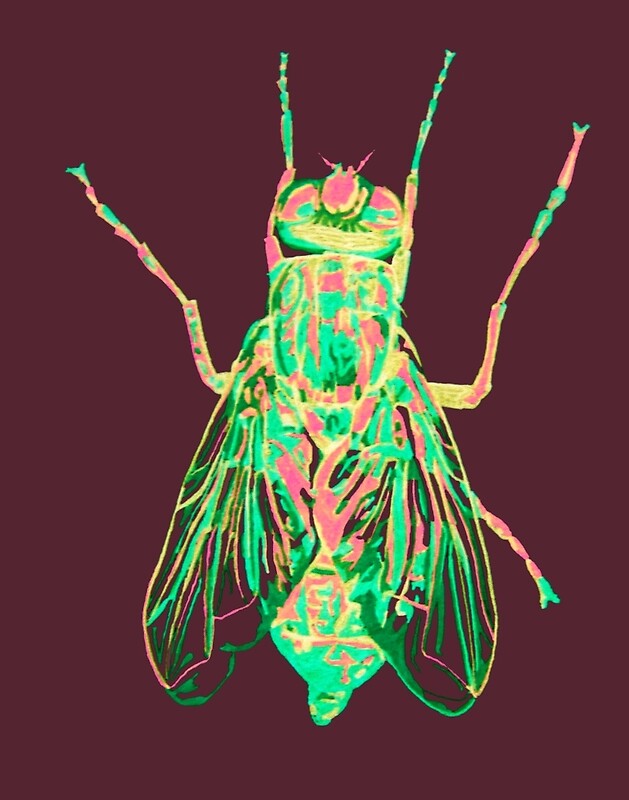"House Fly 2" by RaLiz | Redbubble