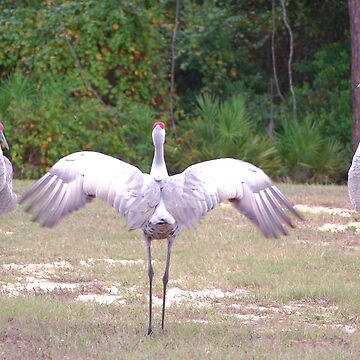 "The Choreographer" Postcard for Sale by Ben Waggoner | Redbubble