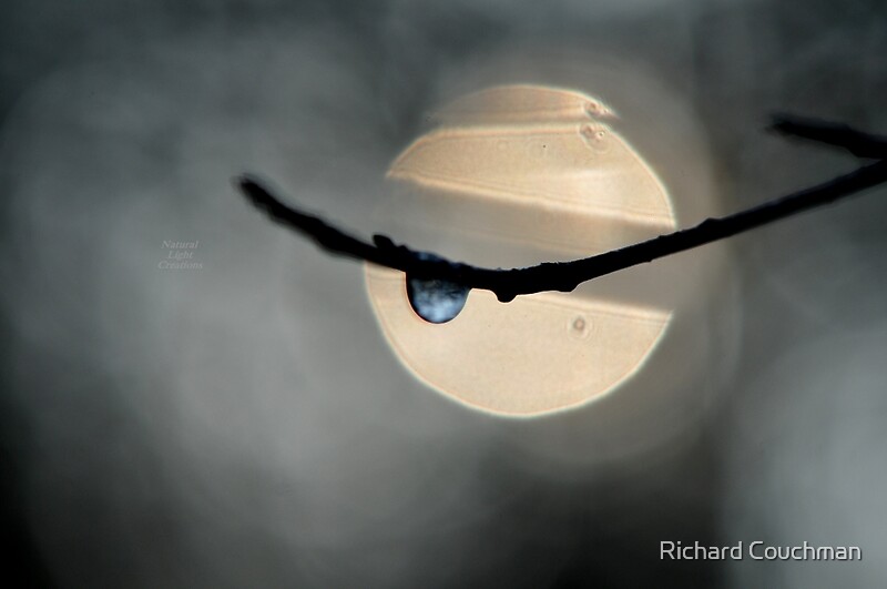 "" Radiant In Pearl "" by Richard Couchman | Redbubble