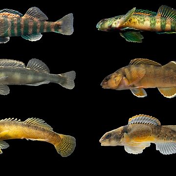 "Darter Variety Pack" Sticker for Sale by BeautifulBait | Redbubble