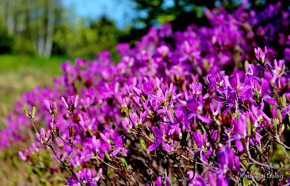 "Rhodora" by Kathleen Daley | Redbubble