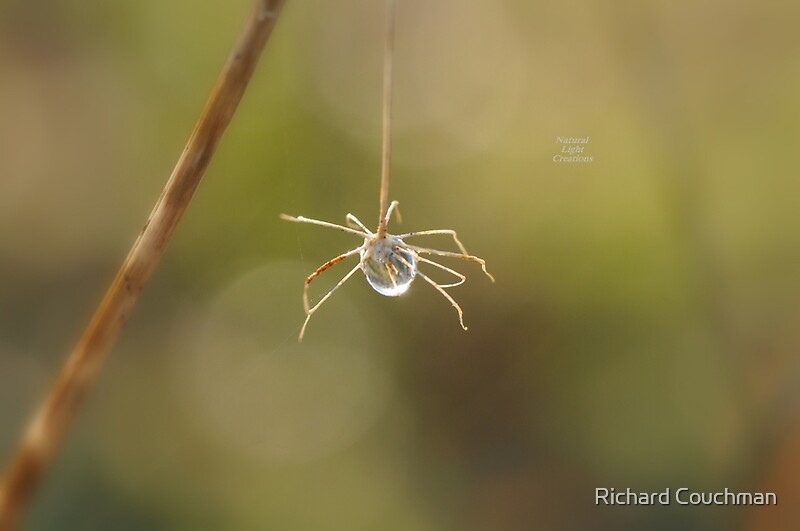 "" Raindrop Spider "" by Richard Couchman | Redbubble