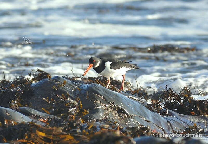 "" Across Oyster Ocean "" by Richard Couchman | Redbubble