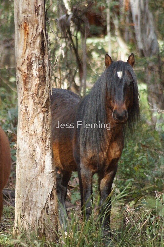 "Black Brumby Stallion" by Jess Fleming | Redbubble