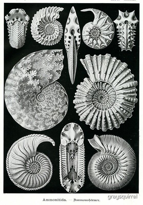 "Ernst Haeckel Ammonite Fossil Drawings" by graysquirrel | Redbubble