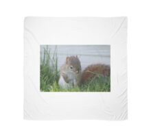 "Red Squirrel Baby " by Lynda McDonald | Redbubble