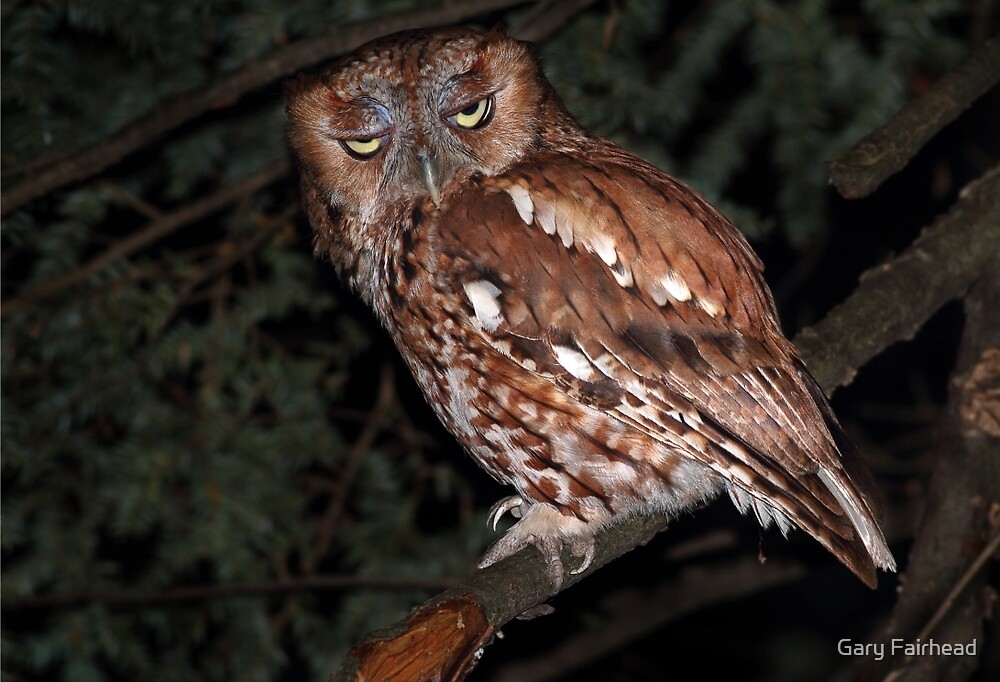 "Eastern Screech Owl / Red Morph" by Gary Fairhead | Redbubble