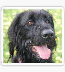 Labradoodle: Stickers | Redbubble