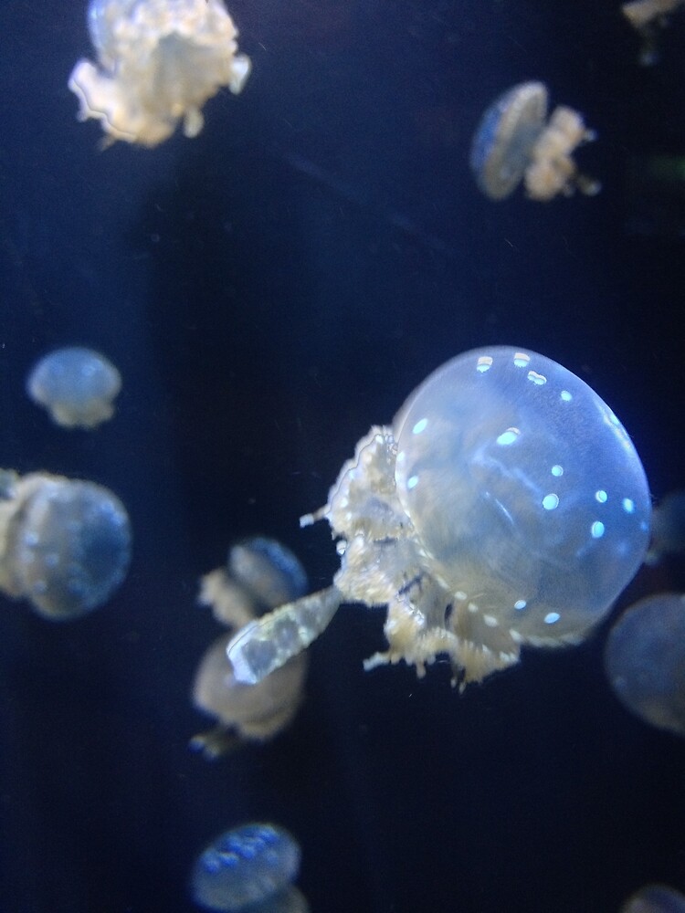 "Clear Blue Jellyfish " by mermaaidd | Redbubble