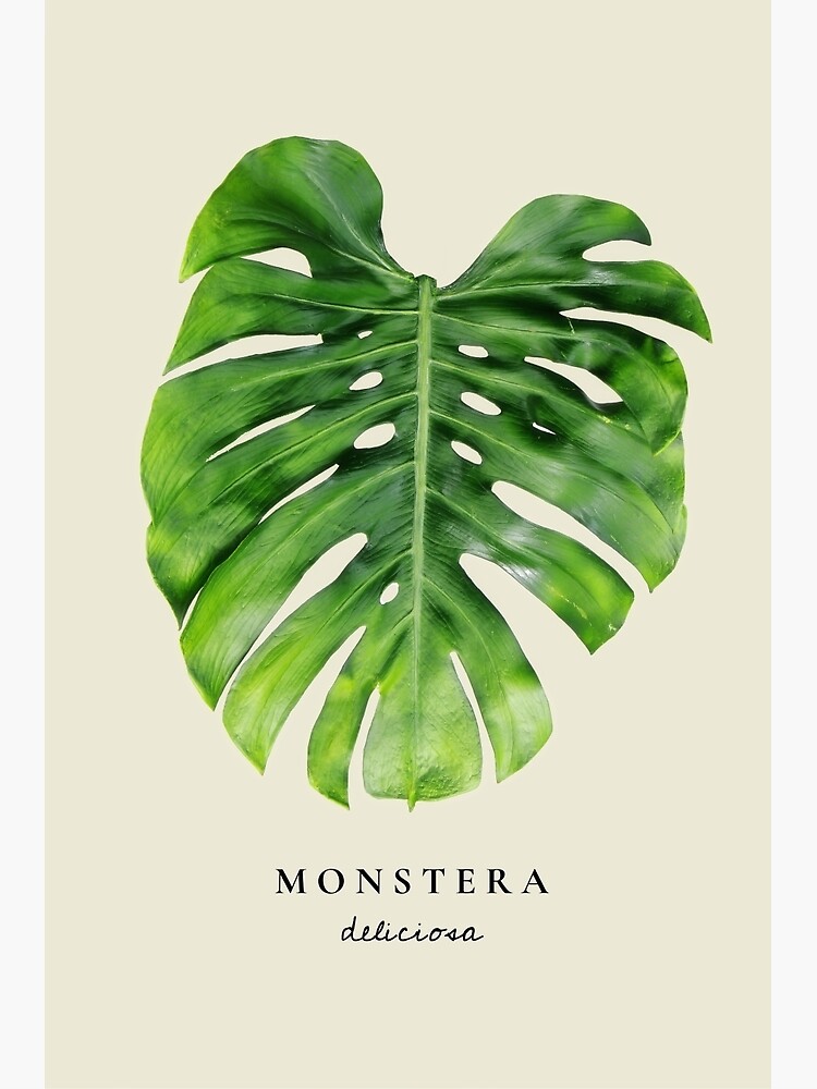 Monstera Print Monstera Wall Art Monstera Leaf Art Monstera Art