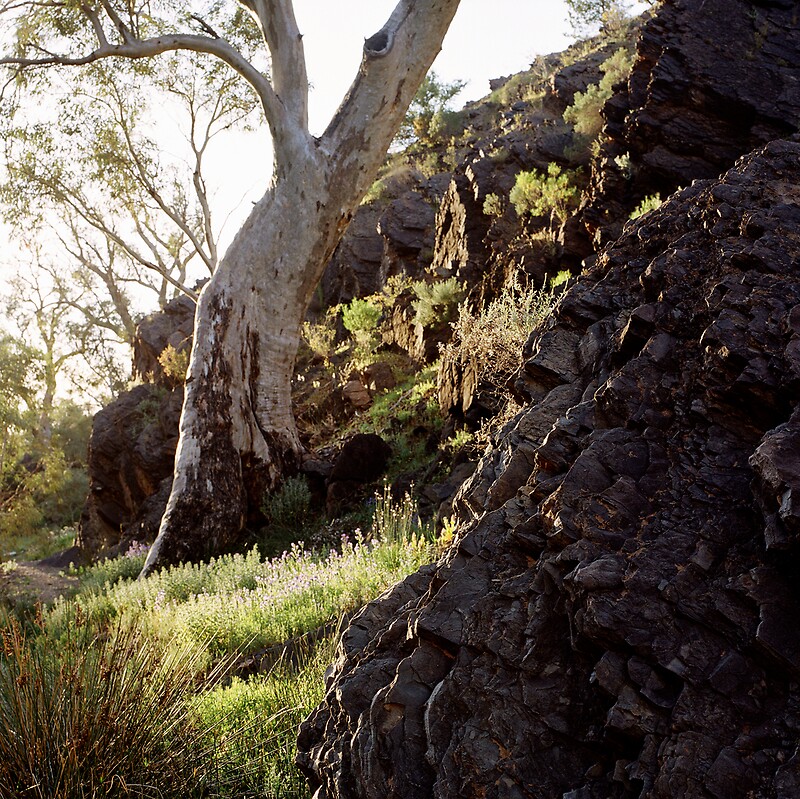 "Parachilna Gorge, Flinders Ranges" by mgimagery | Redbubble