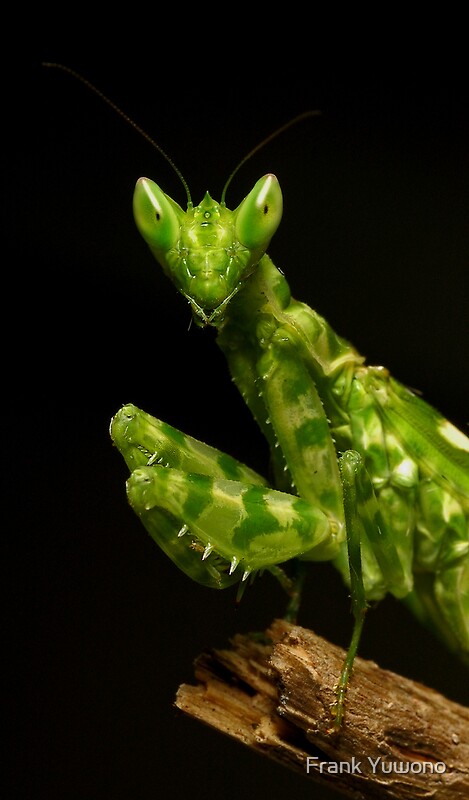 "Flower Mantis Beauty Shot" by Frank Yuwono | Redbubble