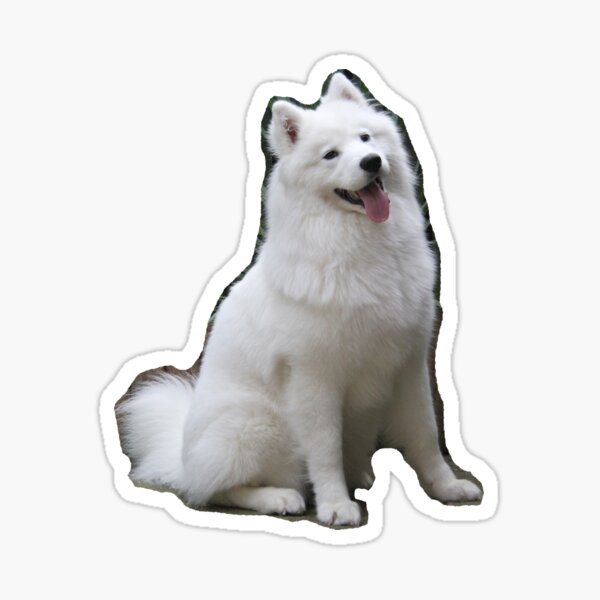 Samoyed Stickers | Redbubble