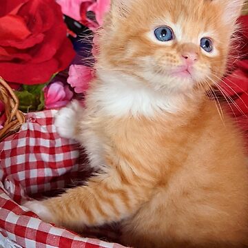 "Ginger ragdoll Mainecoon kitten" Sticker for Sale by Fluffycat2020 ...