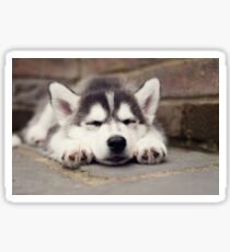 Husky: Stickers | Redbubble