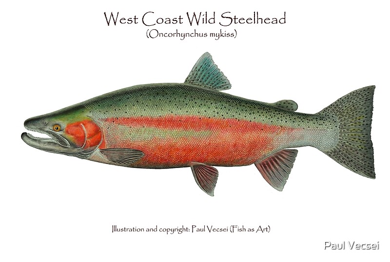 Steelhead: Art Prints | Redbubble