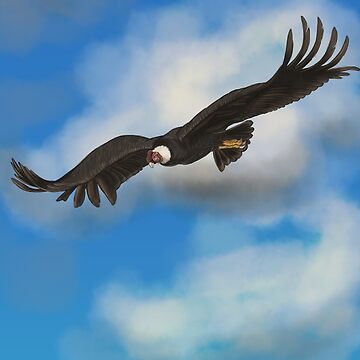 "Andean Condor (male) flying" Sticker for Sale by Julezdrawing | Redbubble