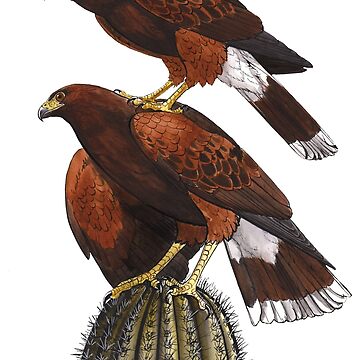 "Harris Hawk Stack" Lightweight Hoodie for Sale by windfalcon | Redbubble