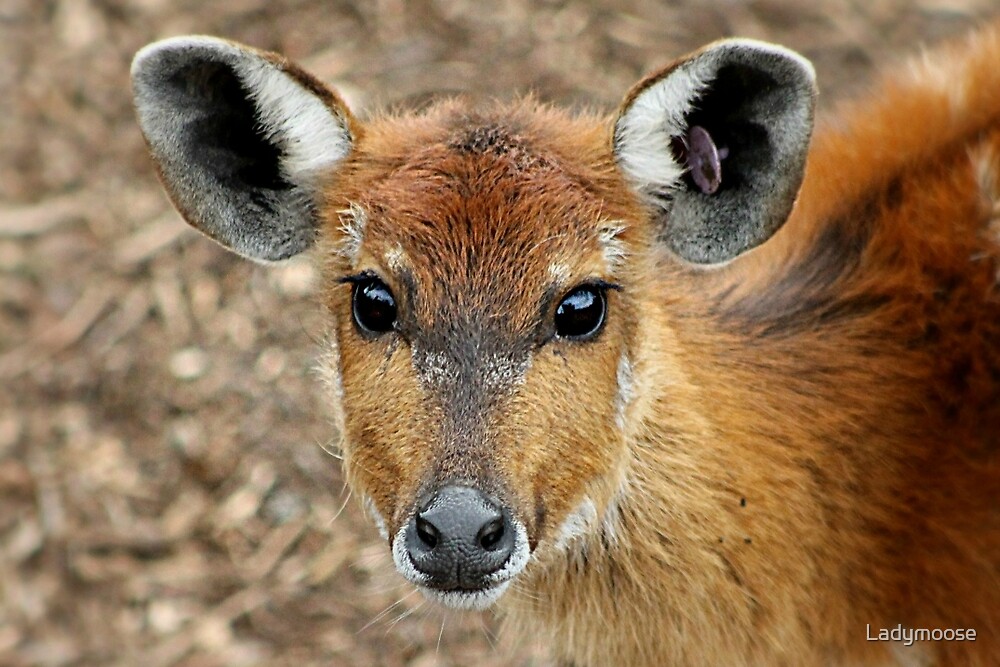"Sitatunga Portrait" by Ladymoose | Redbubble