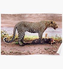 Predator: Posters | Redbubble