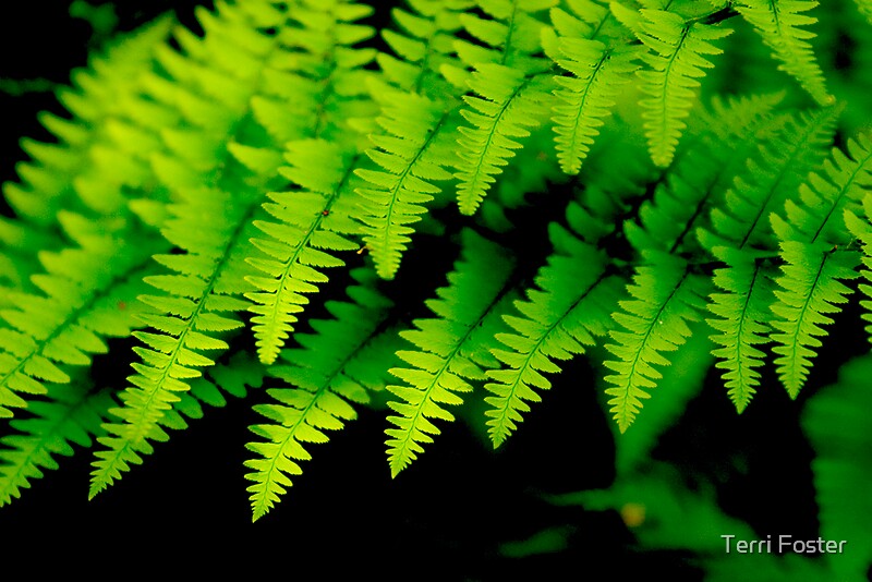 "Fern Patterns" by Terri Foster | Redbubble