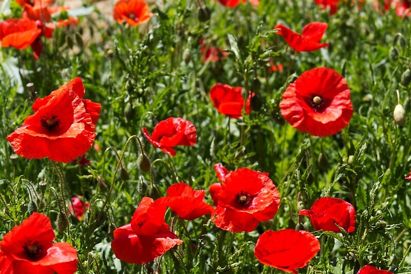 "Poppy time" by desertman | Redbubble