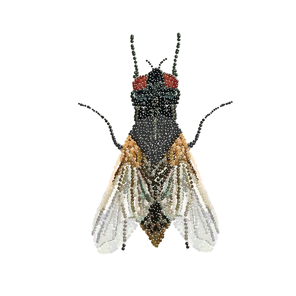 "Bedazzled House Fly / transparent background" by Roger Swezey | Redbubble