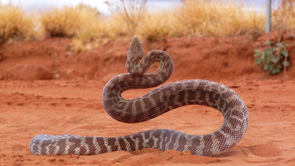 "Python strikes defensive pose" by Chris Watson | Redbubble