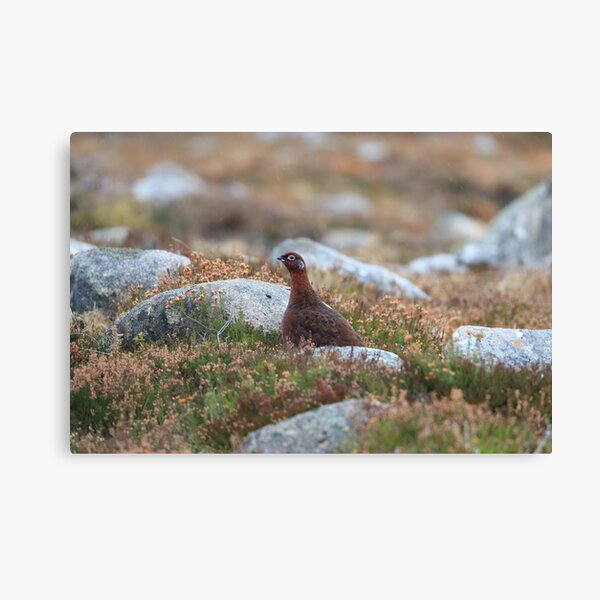 Famous Grouse Gifts & Merchandise | Redbubble