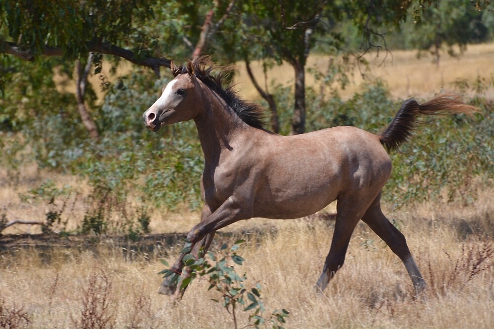 "Arabian Filly Running" by Vicki Johnson | Redbubble