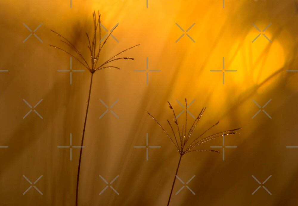 "Sunrise" by Mel Brackstone | Redbubble