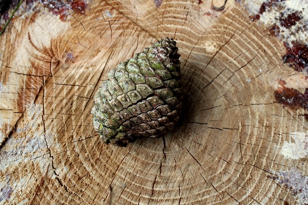 "Pine rings" by desertman | Redbubble