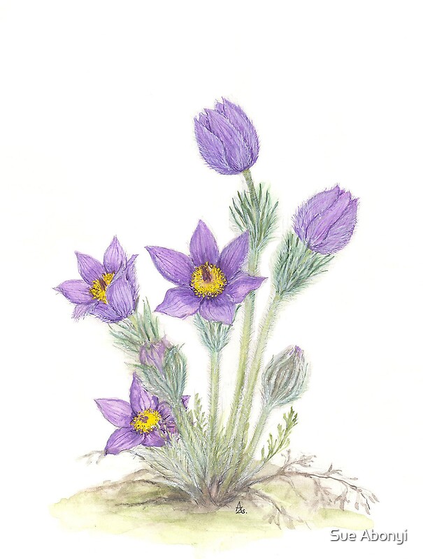 "Pasque Flower - Pulsatilla grandis" by Sue Abonyi | Redbubble