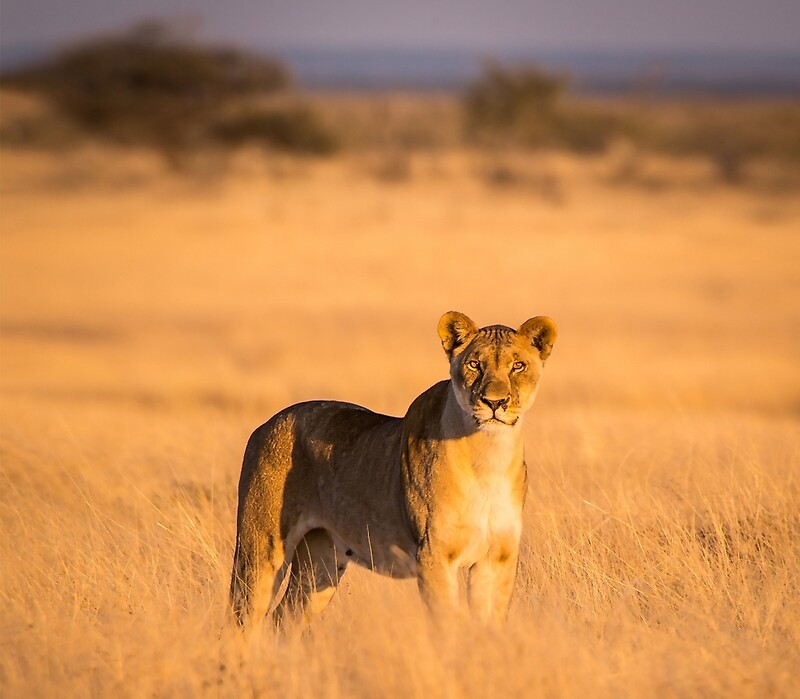 "Lioness Stare Etosha National Park" by Chris Rusnak | Redbubble
