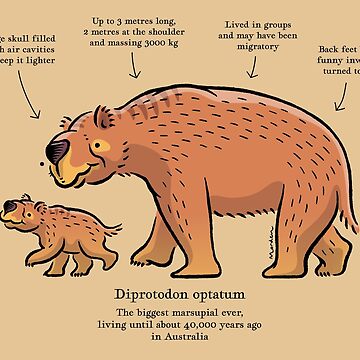 "Diprotodon optatum the giant marsupial of the ice age" Photographic ...