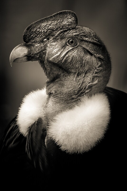 "Andean Condor Justice" by alan shapiro | Redbubble