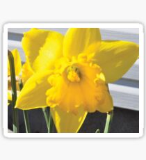 Daffodil: Stickers | Redbubble