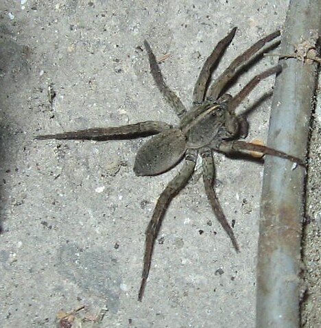 "Grey spider" by mrskritter | Redbubble