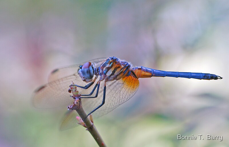 "Blue Dasher Dragonfly" by Bonnie T. Barry | Redbubble