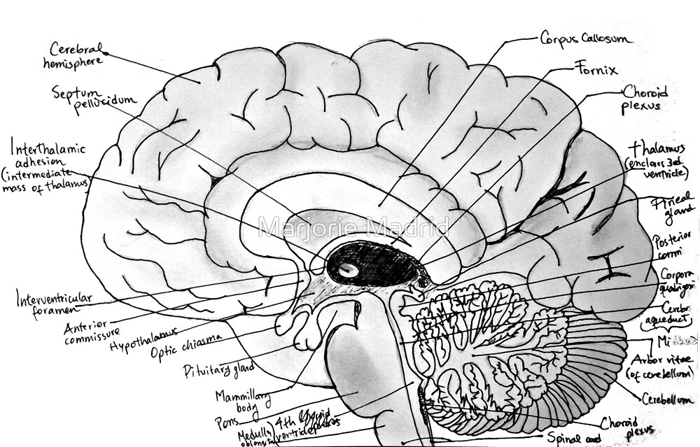 "Midsagittal Brain" by Marjorie V. Madrid | Redbubble