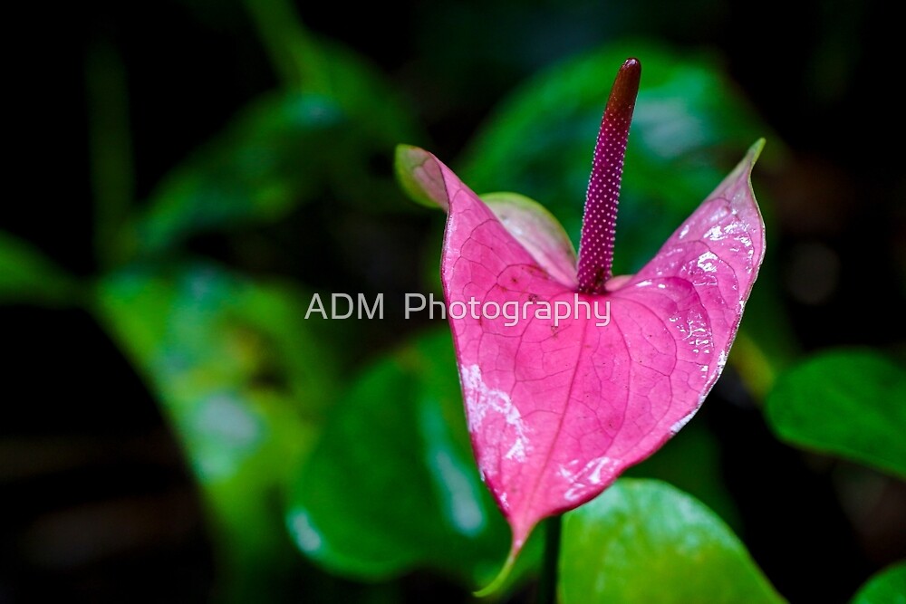 "Pink Anthurium" by ADM Photography | Redbubble