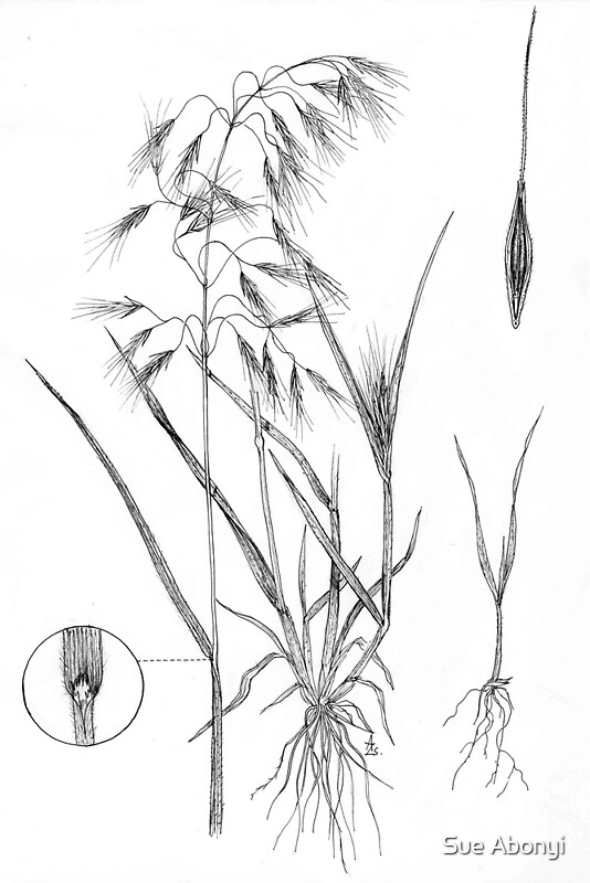 "Drooping Brome - Bromus tectorum" by Sue Abonyi | Redbubble